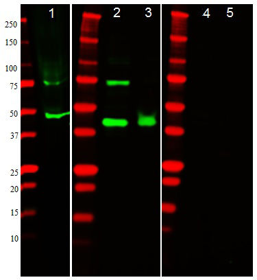 Anti-Alpha Smooth Muscle Actin, WDR5 Antibody ab5694 | Danaher Life ...