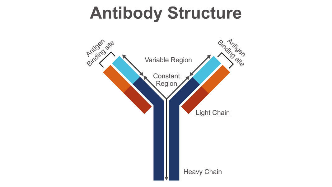 Antibodies