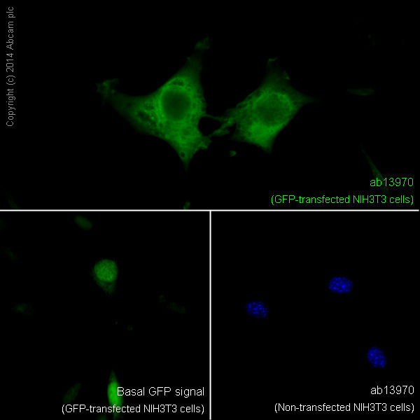Anti-GFP ab13970 Polyclonal Antibody | Danaher Life Sciences