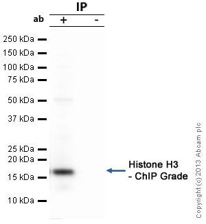 Anti-Histone H3 ab1791 Polyclonal | Danaher Life Sciences