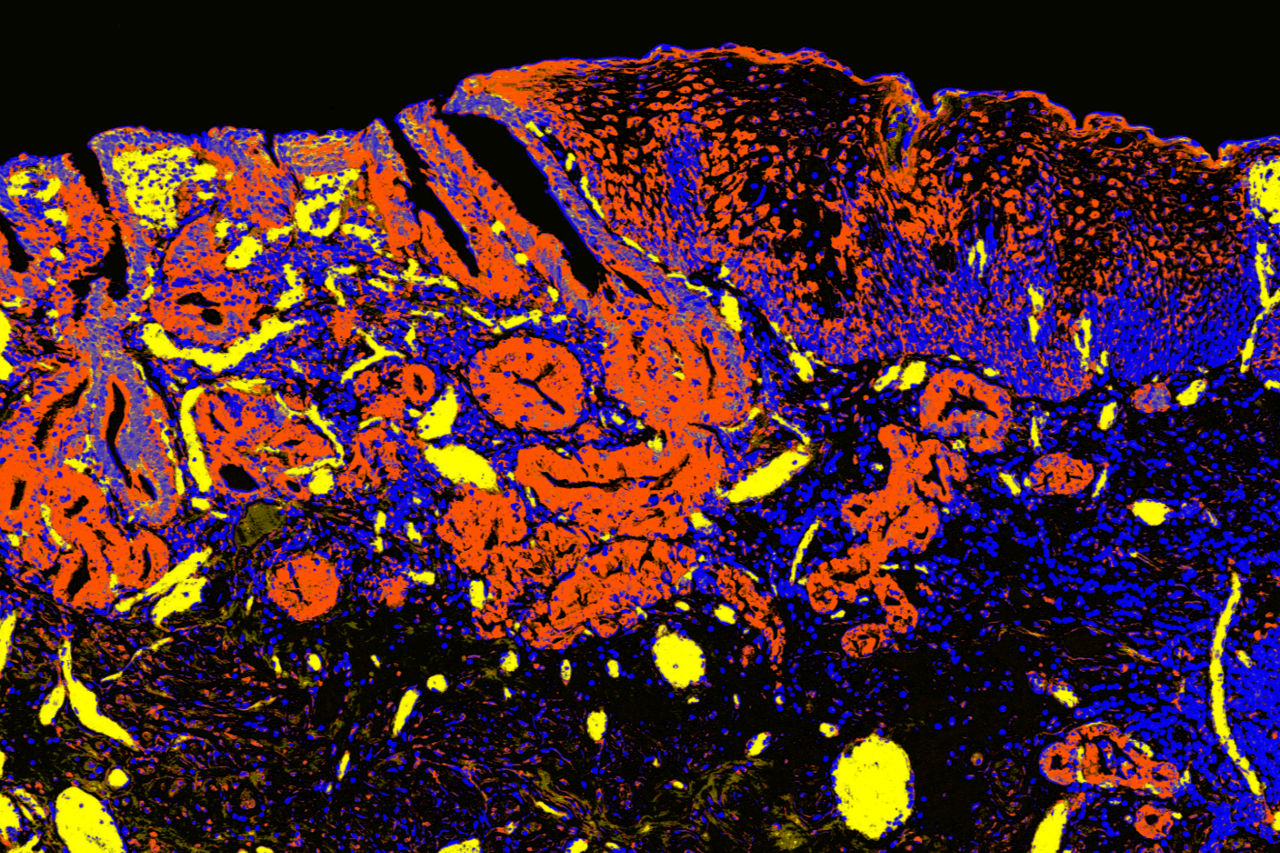 Aivia AI Image Analysis Software | Danaher Life Sciences