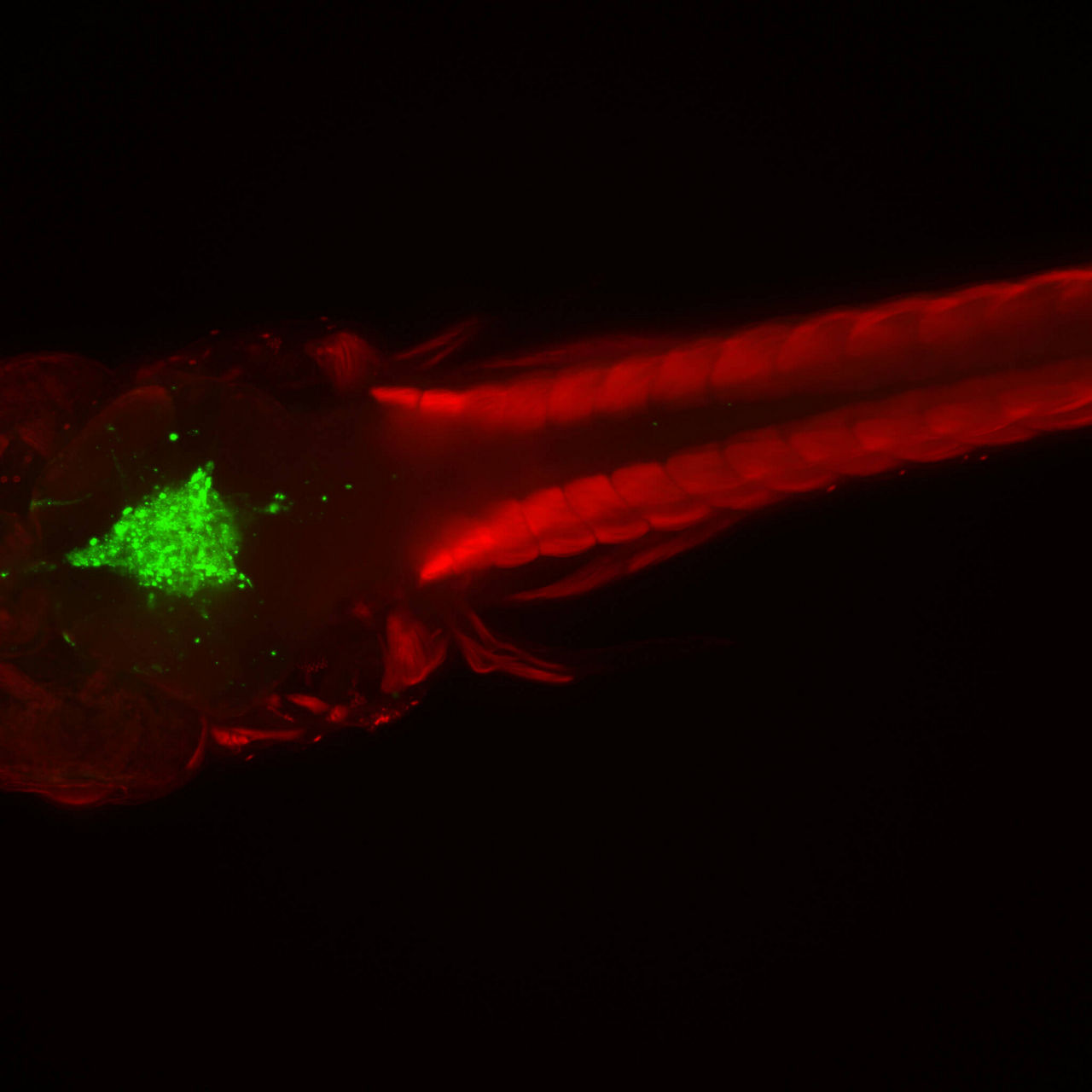 ImageXpress® Micro Confocal High-Content Imaging System | Danaher Life ...