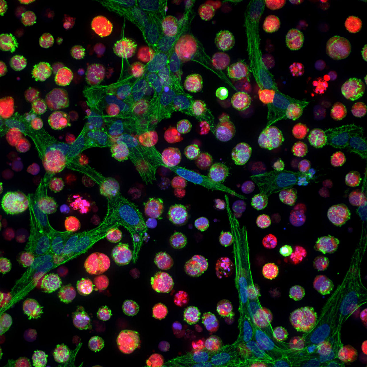 ImageXpress® Micro Confocal High-Content Imaging System | Danaher Life ...