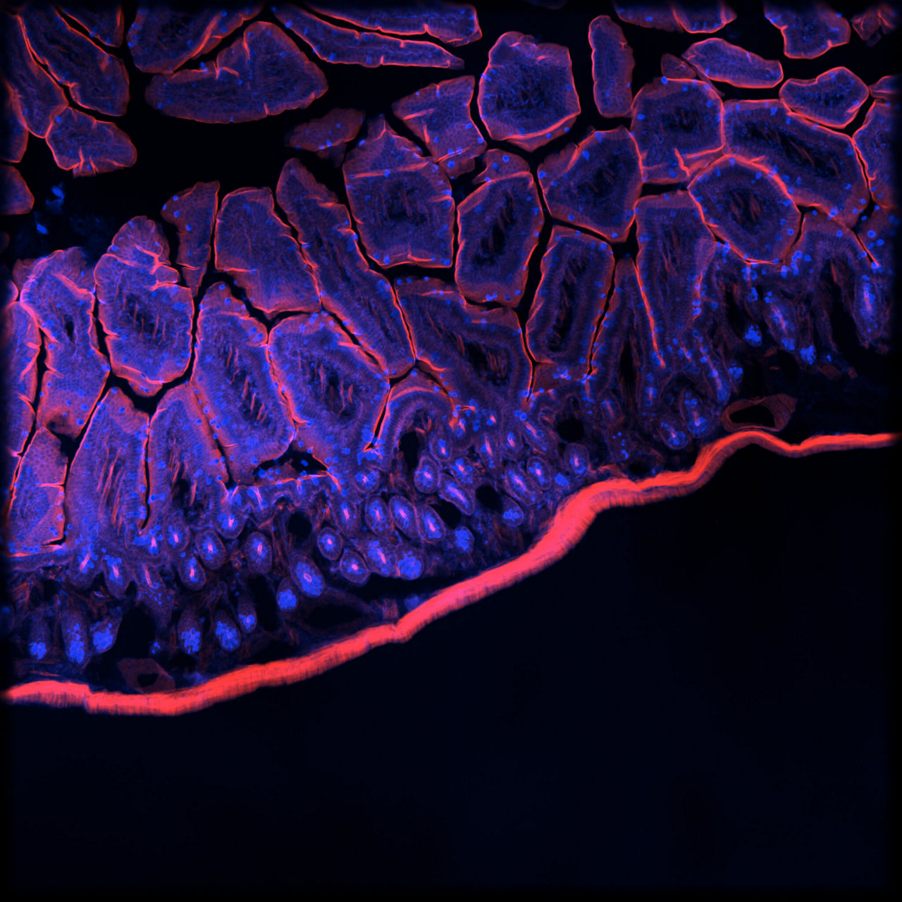 ImageXpress® Micro Confocal High-Content Imaging System | Danaher Life ...