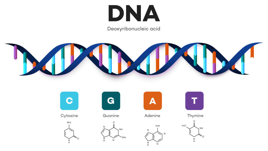 Human Dna Sequence